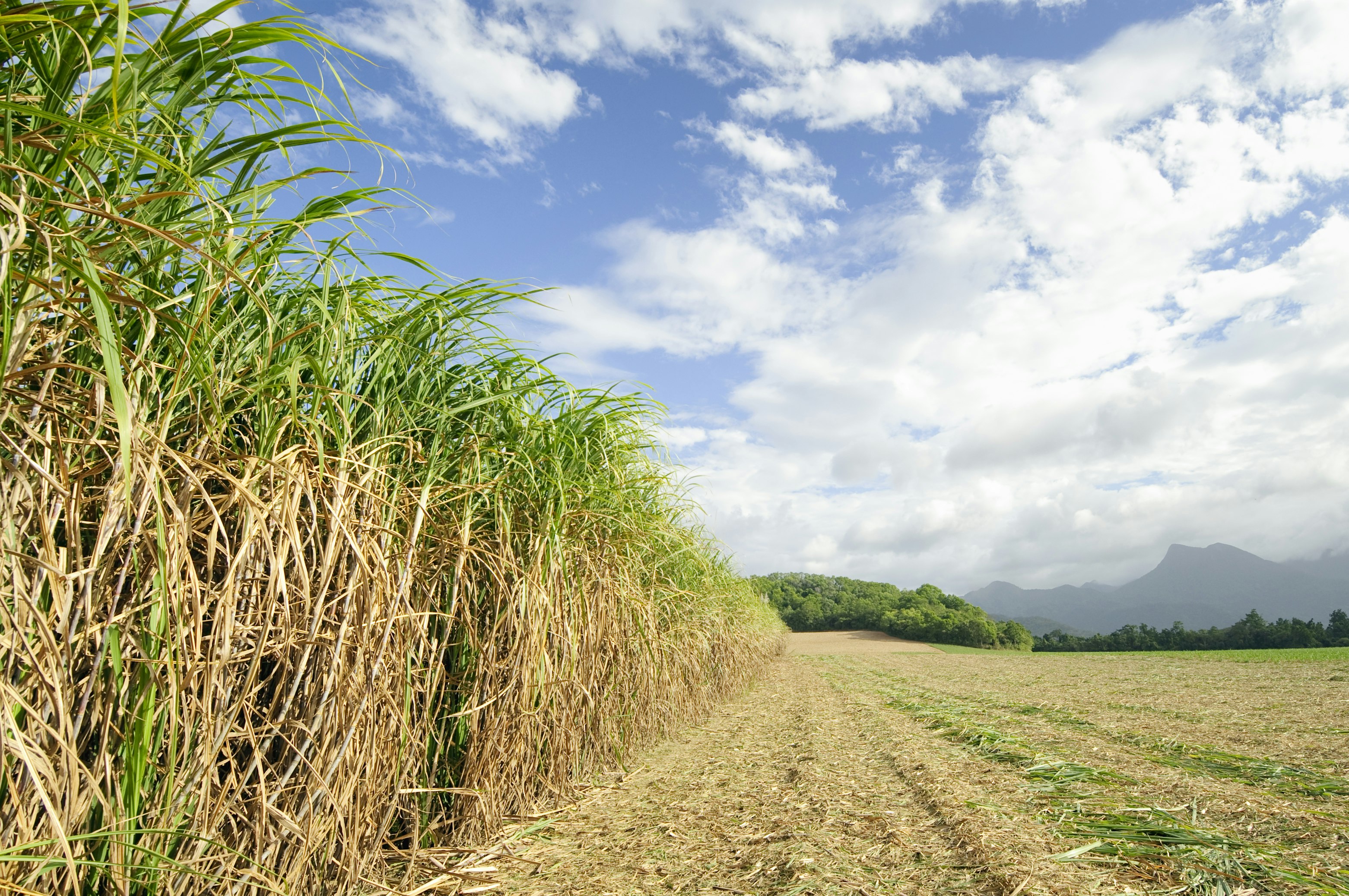 New study highlights southern Africa's impressive sugarcane bioenergy ...