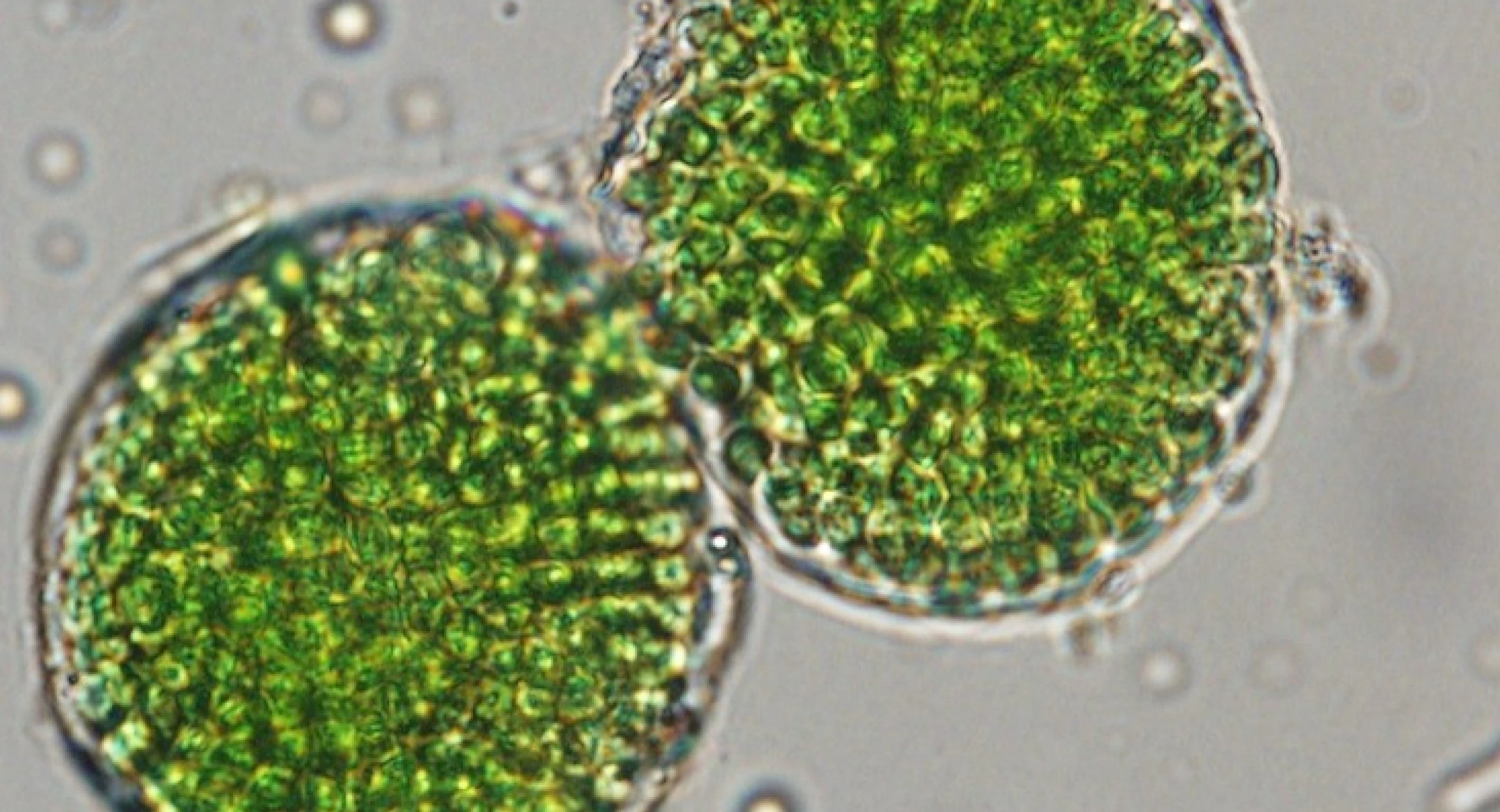 Researchers study how certain bacteria perform photosynthesis