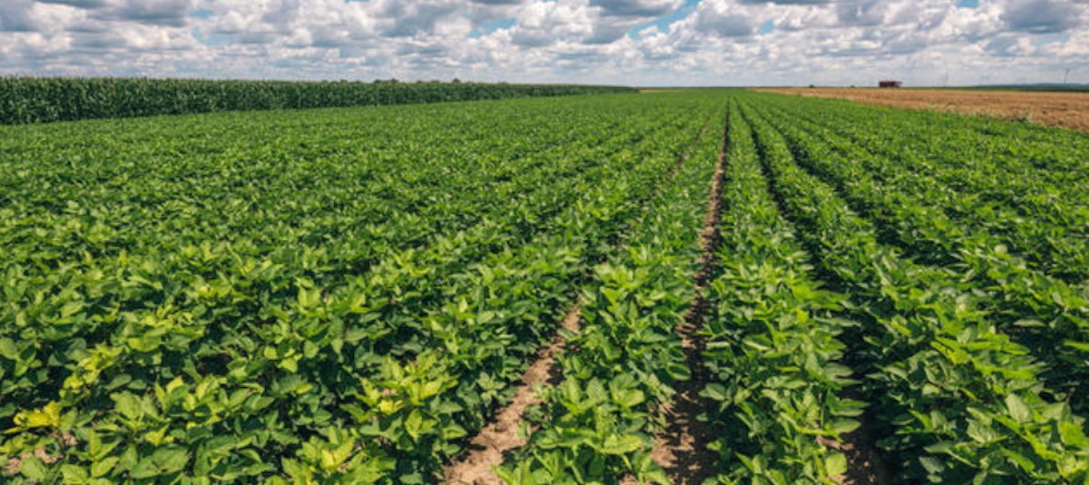 Intelinair, Solvi collaborate to streamline corn, soybean stand ...