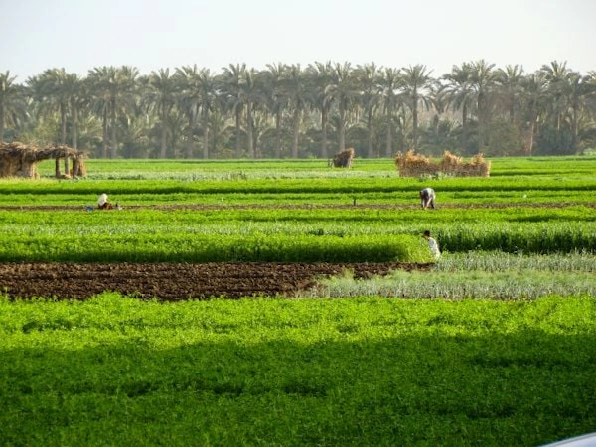 Transforming Agricultural Landscape in Egypt | Sahara