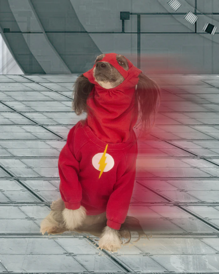 Cosplay Pets | The FHQ Pop Culture Newsletter
